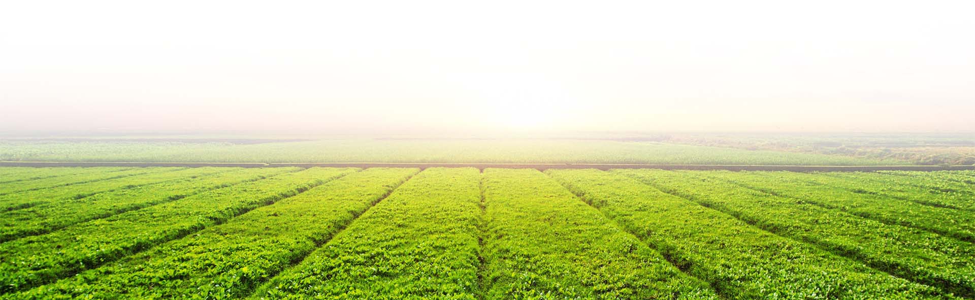 Donal Farm HTML Template